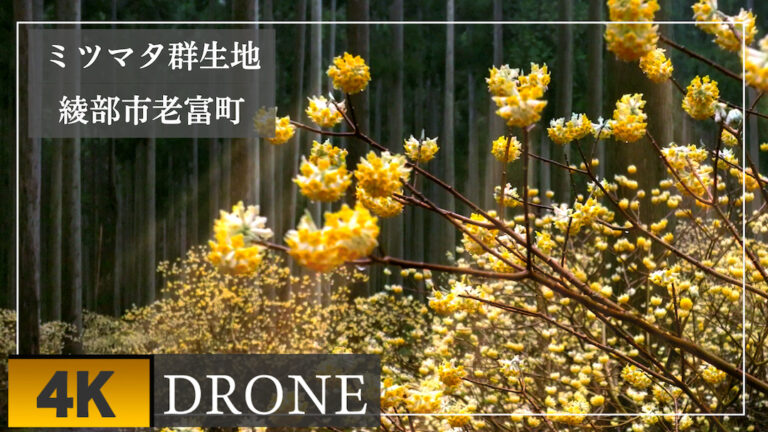 春に咲く花(再生リスト) - OFFICE WADA (オフィス和田) 北近畿地域で活動