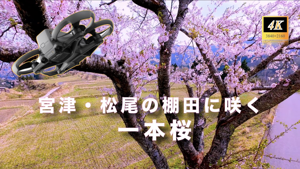 【宮津・松尾の棚田に咲く 一本桜】 - OFFICE WADA (オフィス和田) 北近畿地域で活動